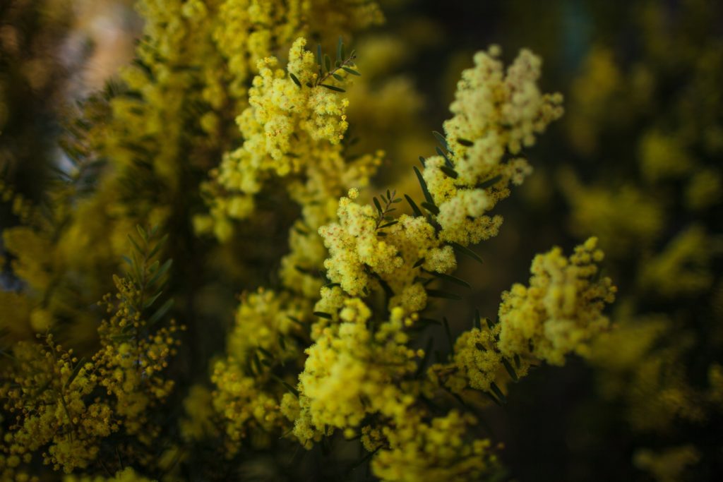 The Power of Australian Native Flora | Mountain Whispers